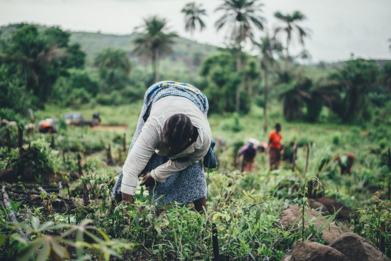 Cameroon Launches $100 Million Agricultural Digital Transformation ...